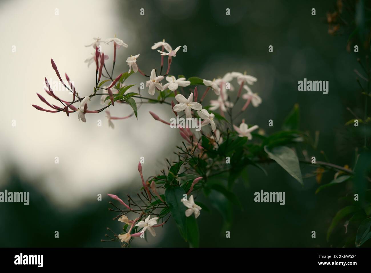 Poet’s jasmine hi-res stock photography and images - Alamy