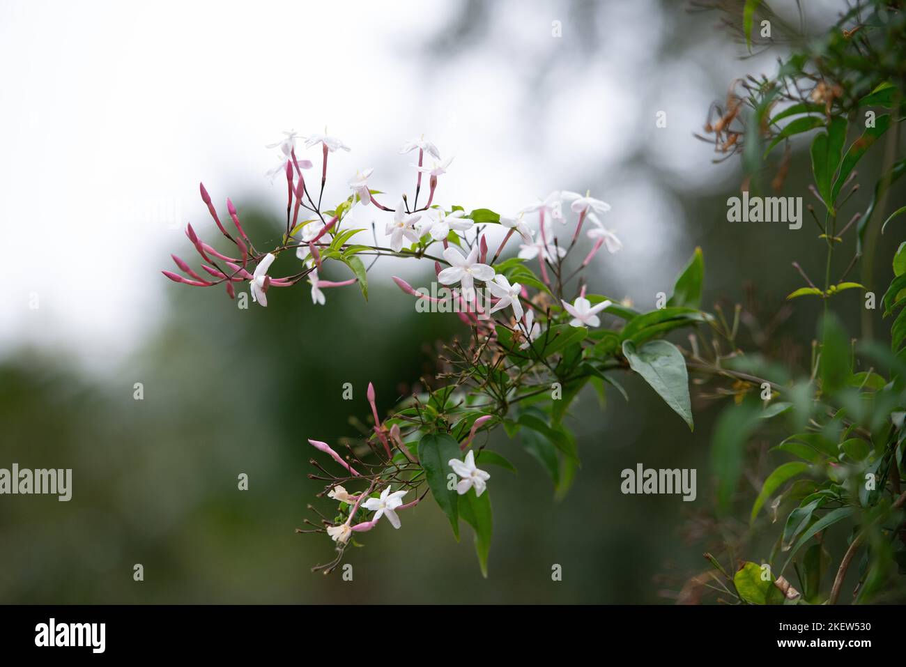 Poet’s jasmine hi-res stock photography and images - Alamy