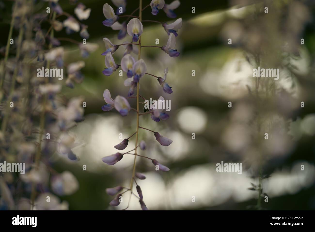 Fancy colours hi-res stock photography and images - Alamy