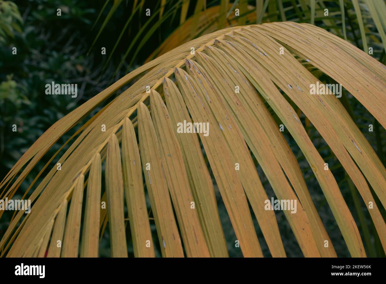 Photography of palm like plant leaves Stock Photo - Alamy