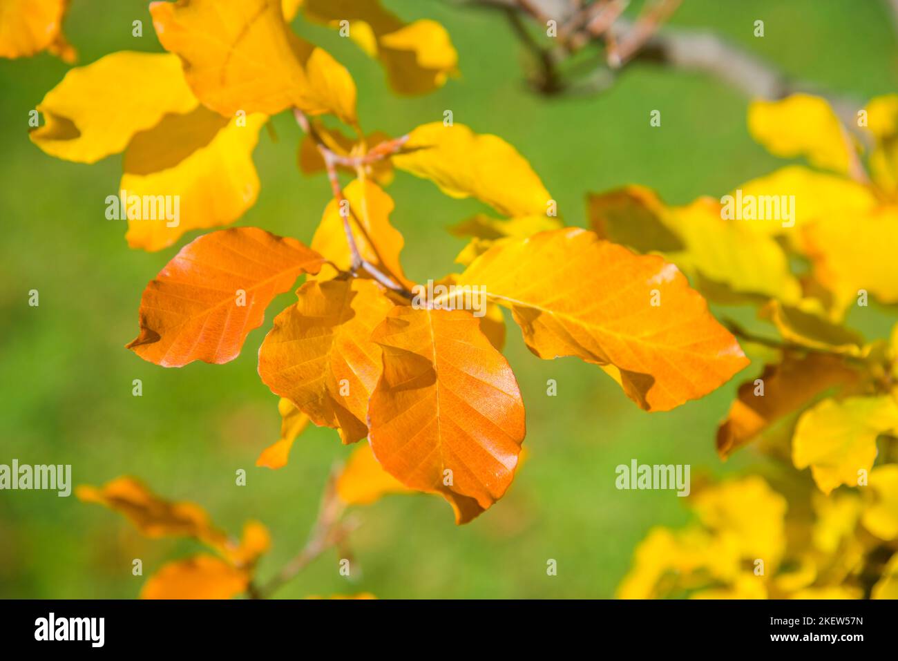 Hojas rama ramas hi-res stock photography and images - Alamy