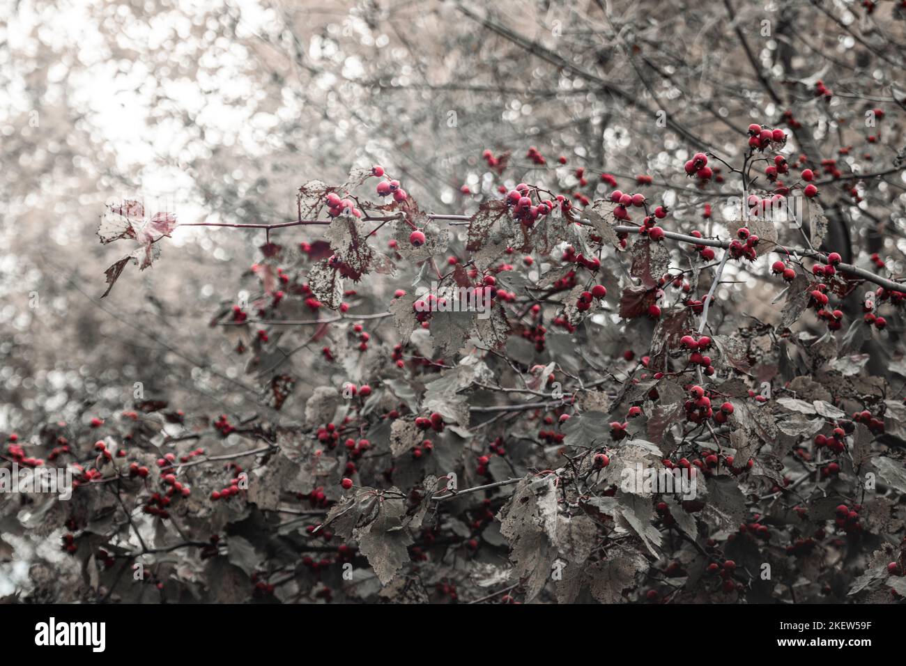 Red hawthorn berries on a tree branch with blurred background in ...