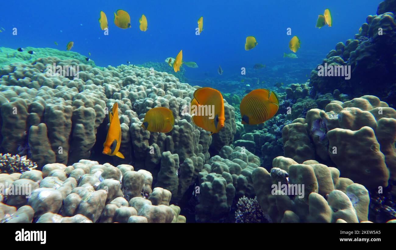 Beautiful, diverse and interesting fish living on the gorgeous reefs of ...