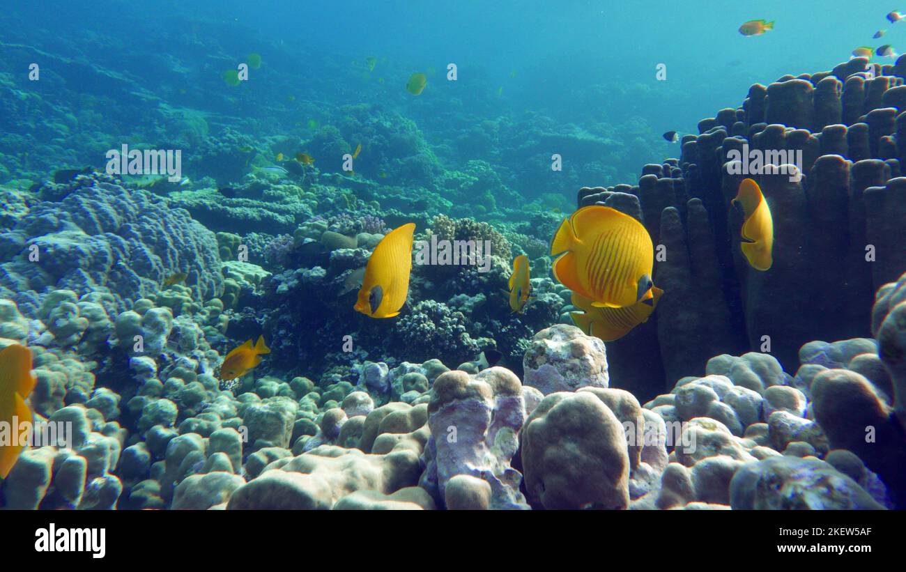 Beautiful, diverse and interesting fish living on the gorgeous reefs of ...