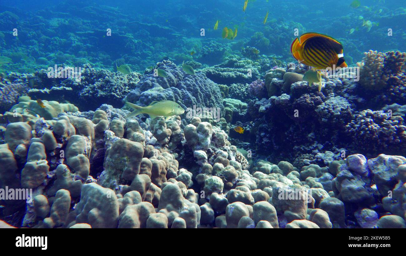 Beautiful fish on the reefs of the Red Sea. Beautiful, diverse and ...