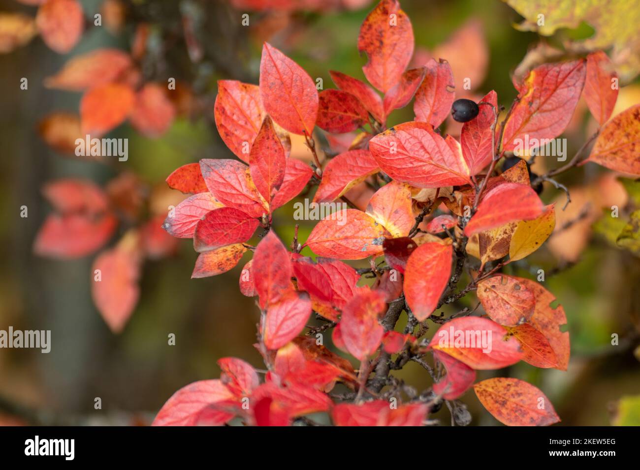 Autumn red vibrant leaves close-up in wild bush with blurred background ...