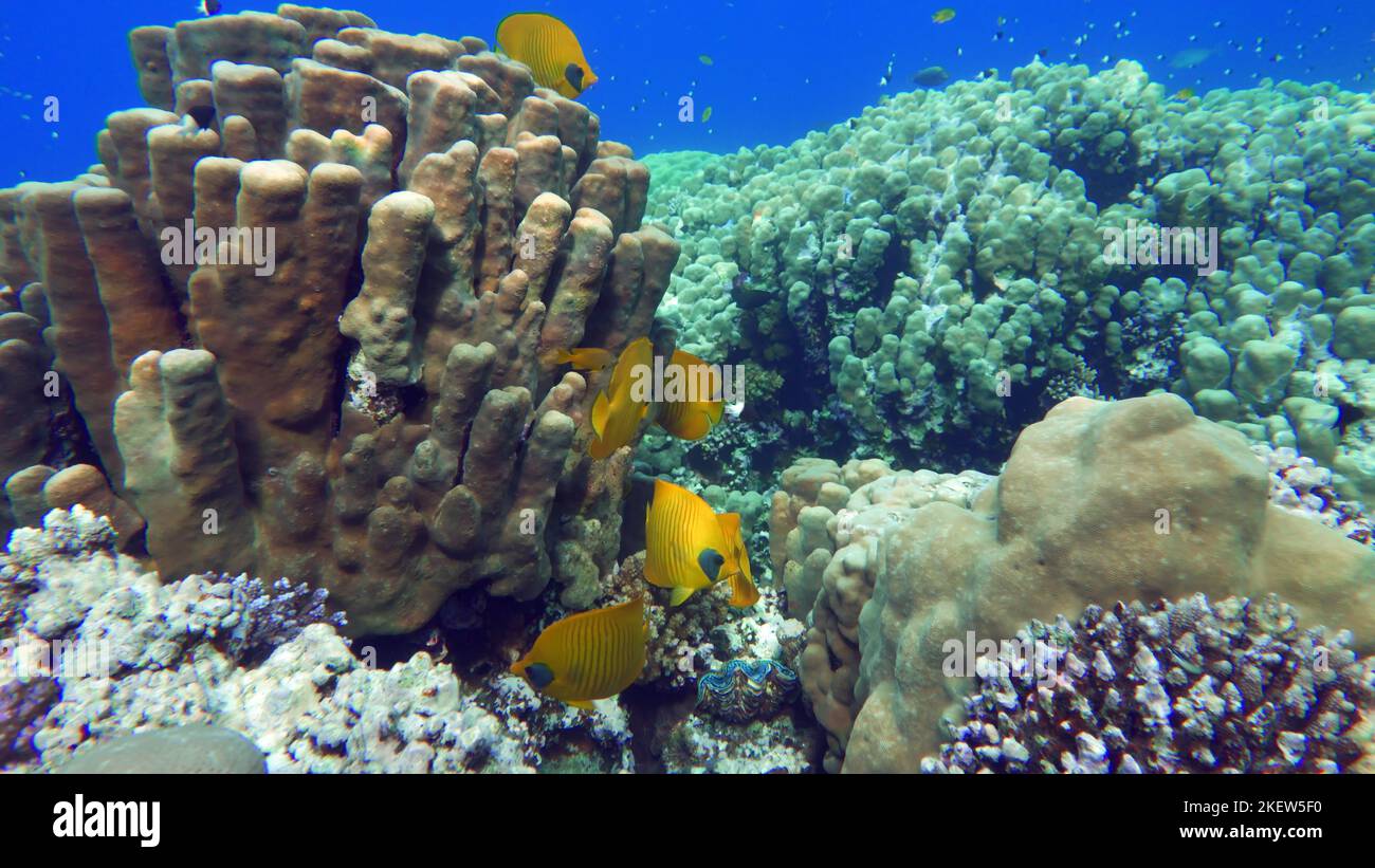 Beautiful, diverse and interesting fish living on the gorgeous reefs of ...