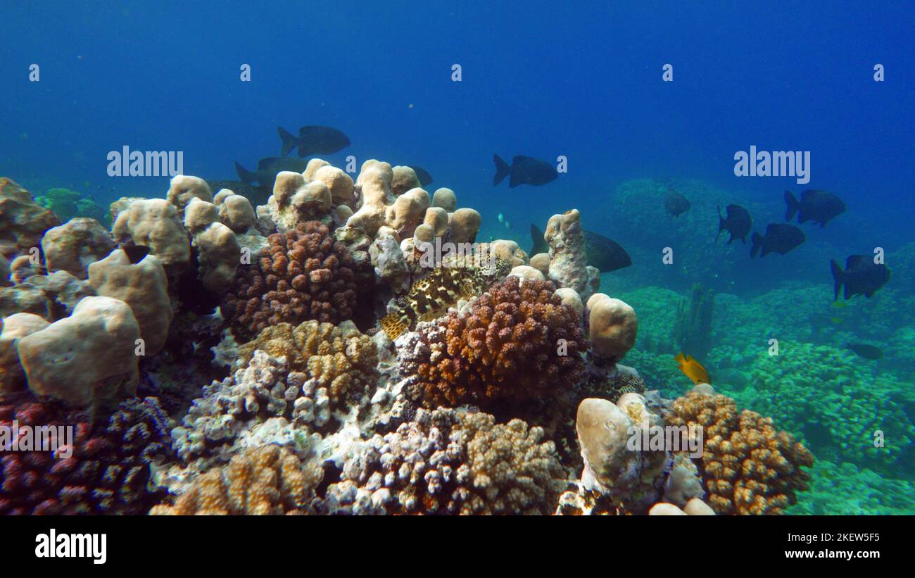 Beautiful, diverse and interesting fish living on the gorgeous reefs of ...