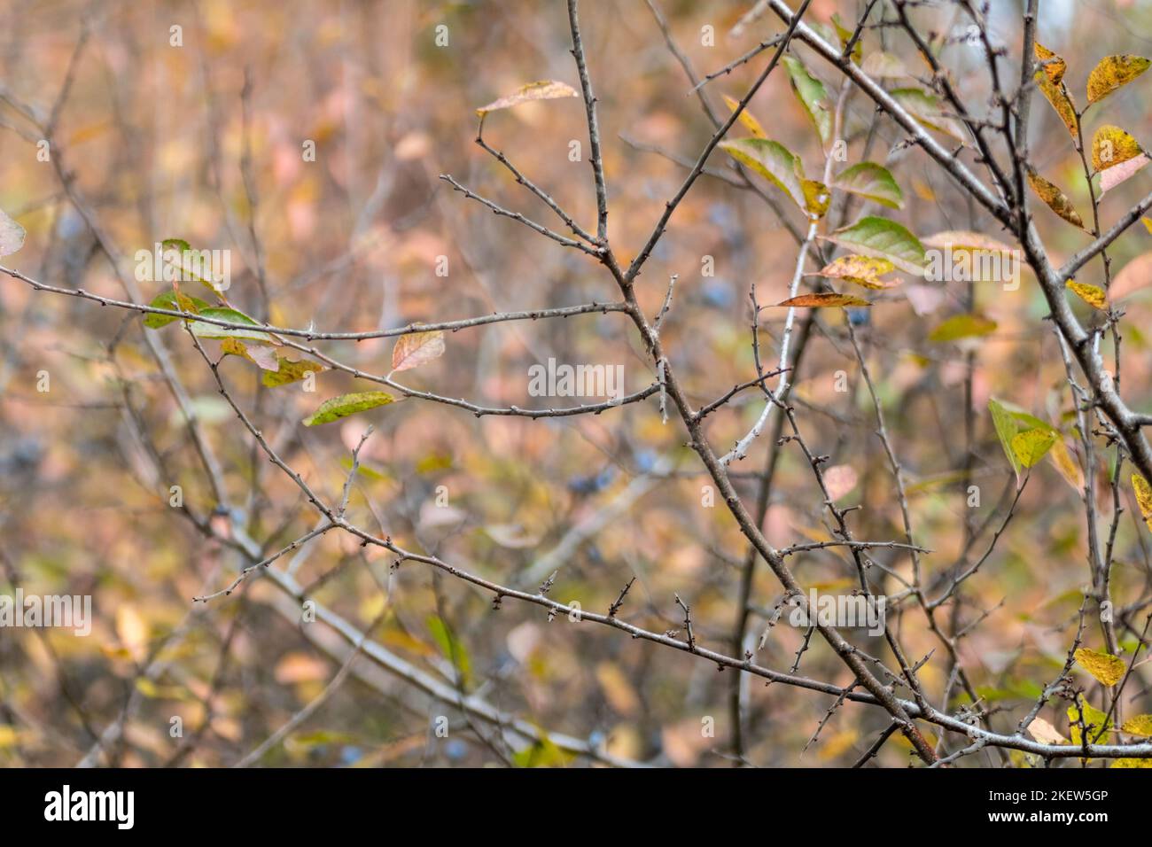 Blackthorn dark blue berries on prickly bush branches in autumn forest ...