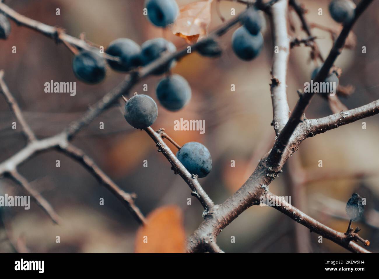Blackthorn dark blue berries on prickly bush branches in autumn forest ...