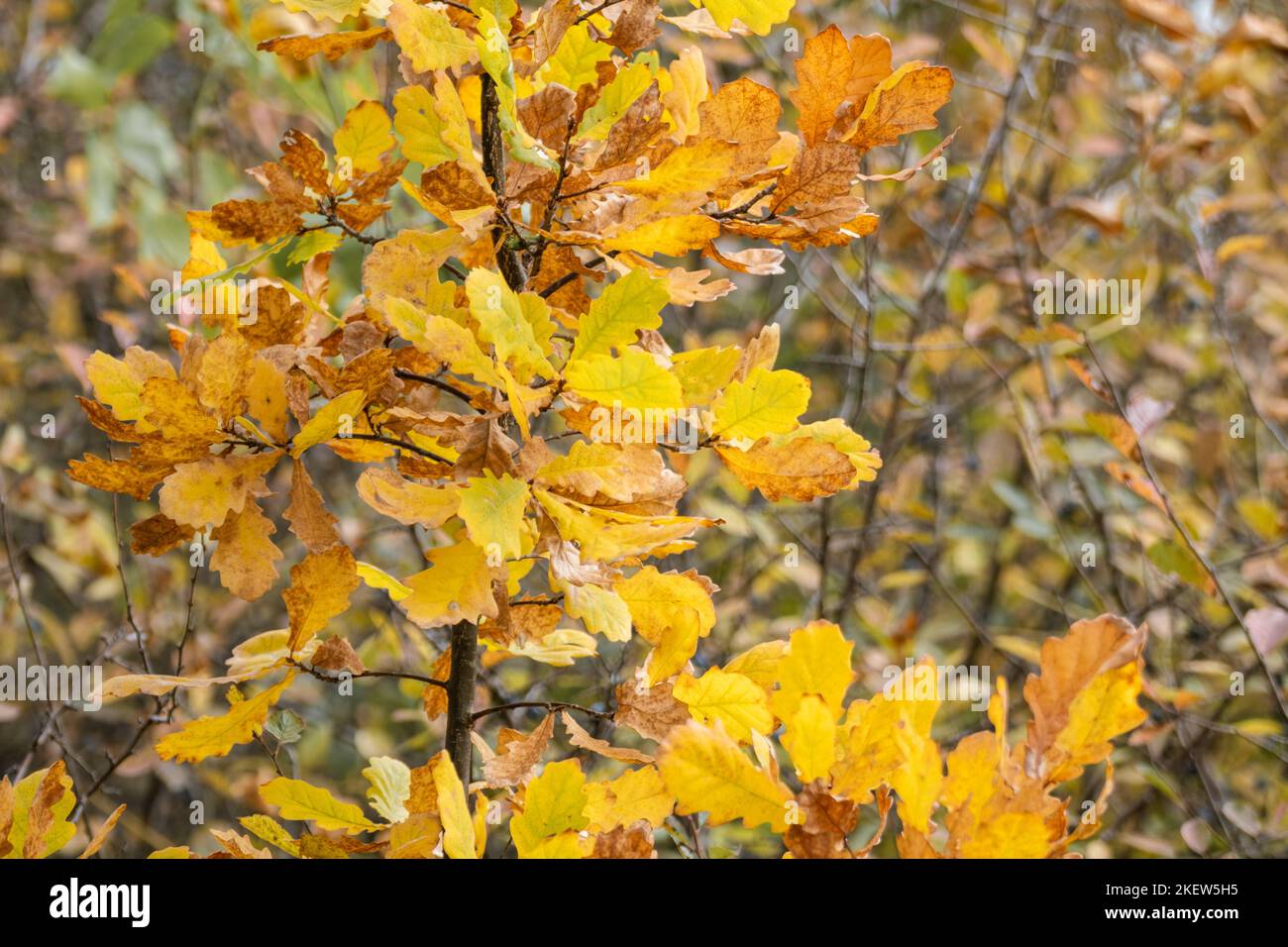 Autumn bright yellow leaves on oak tree branches close-up with blurred ...