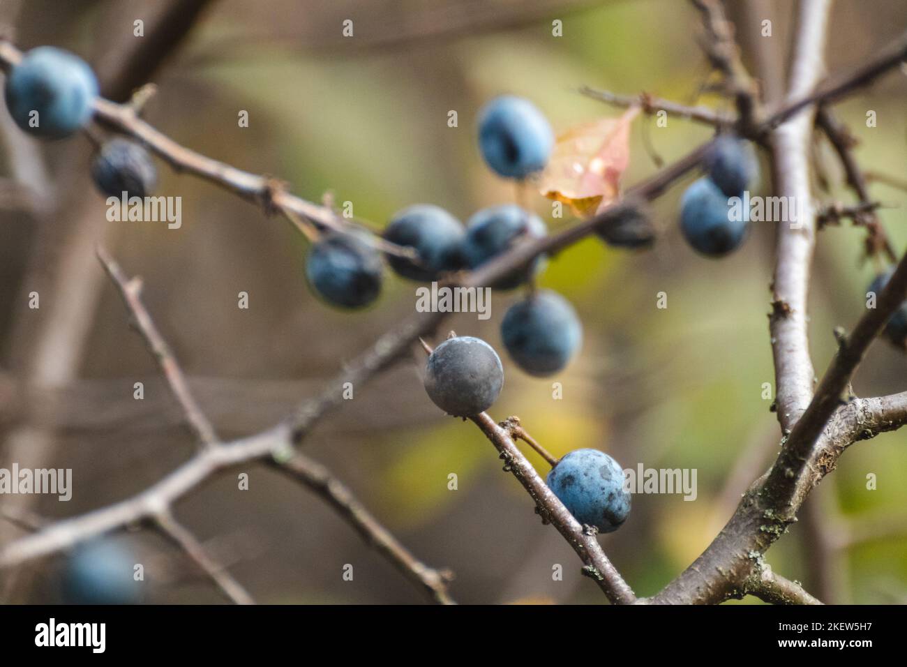 Blackthorn dark blue berries on prickly bush branches in autumn forest ...