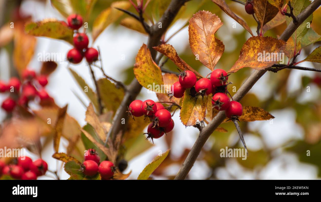Red hawthorn berries on a tree branch with colorful autumn leaves ...
