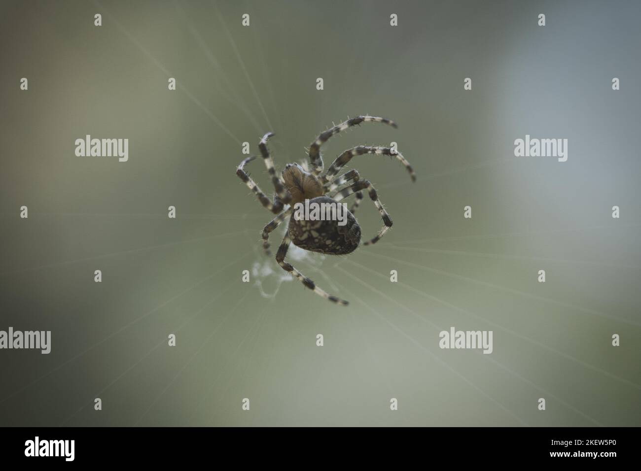 Cross spider shot crawling on a spider thread. Halloween fright ...