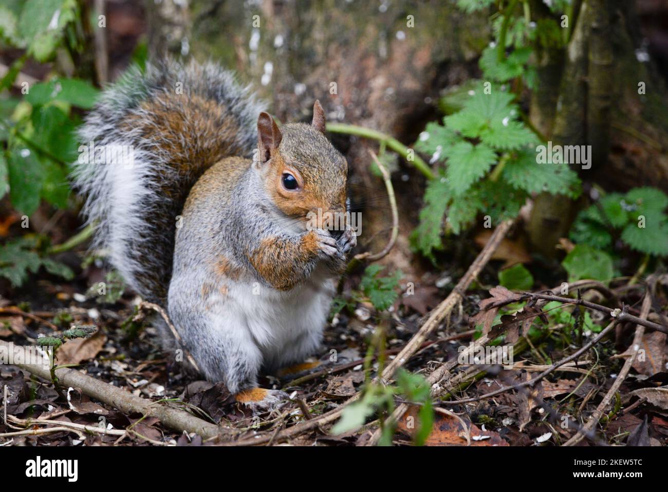Grace squirrel an invasive species that carry squirrel pox Stock Photo ...