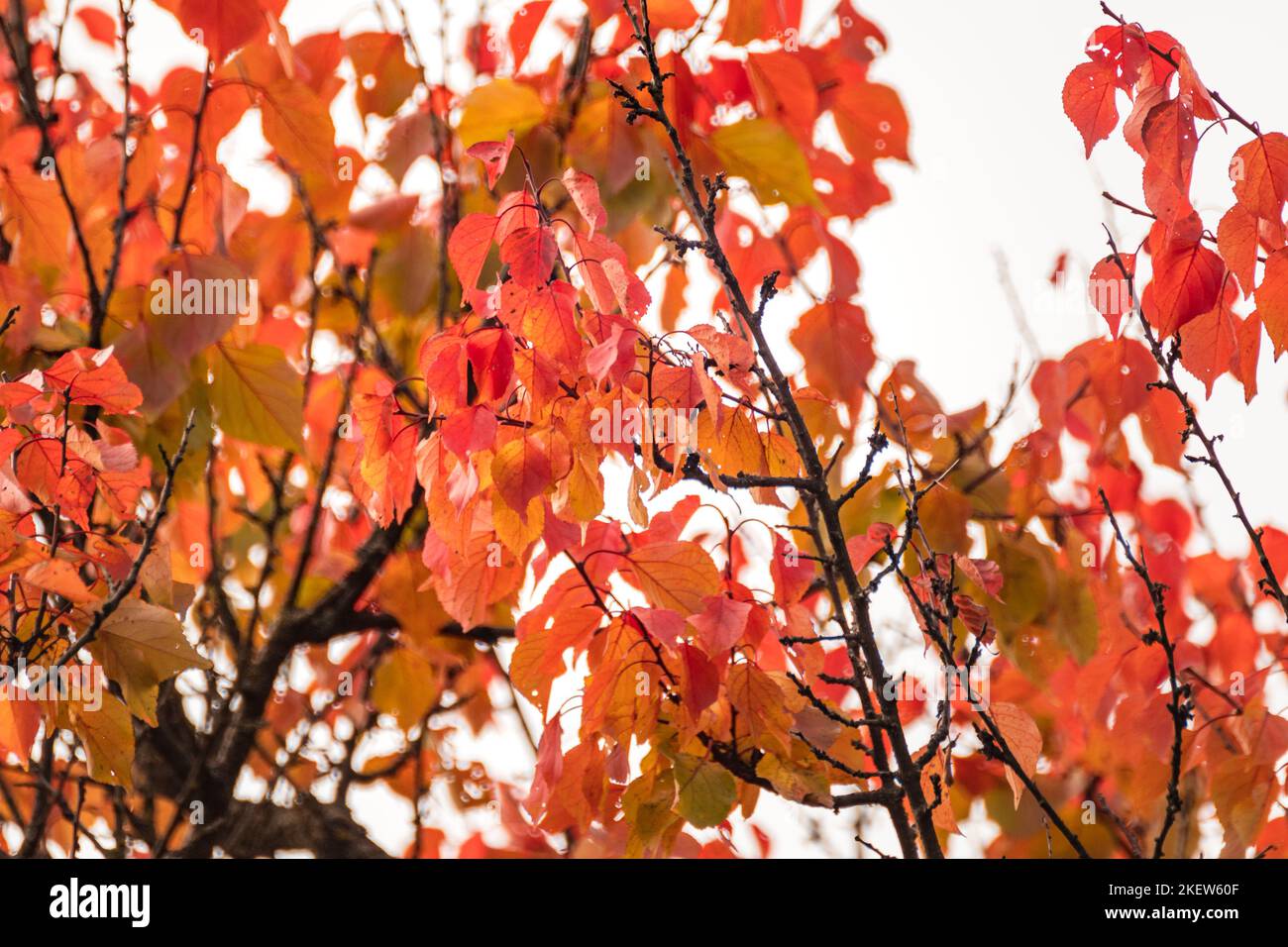 Autumn red vibrant leaves on fruit tree branches with gray sky ...