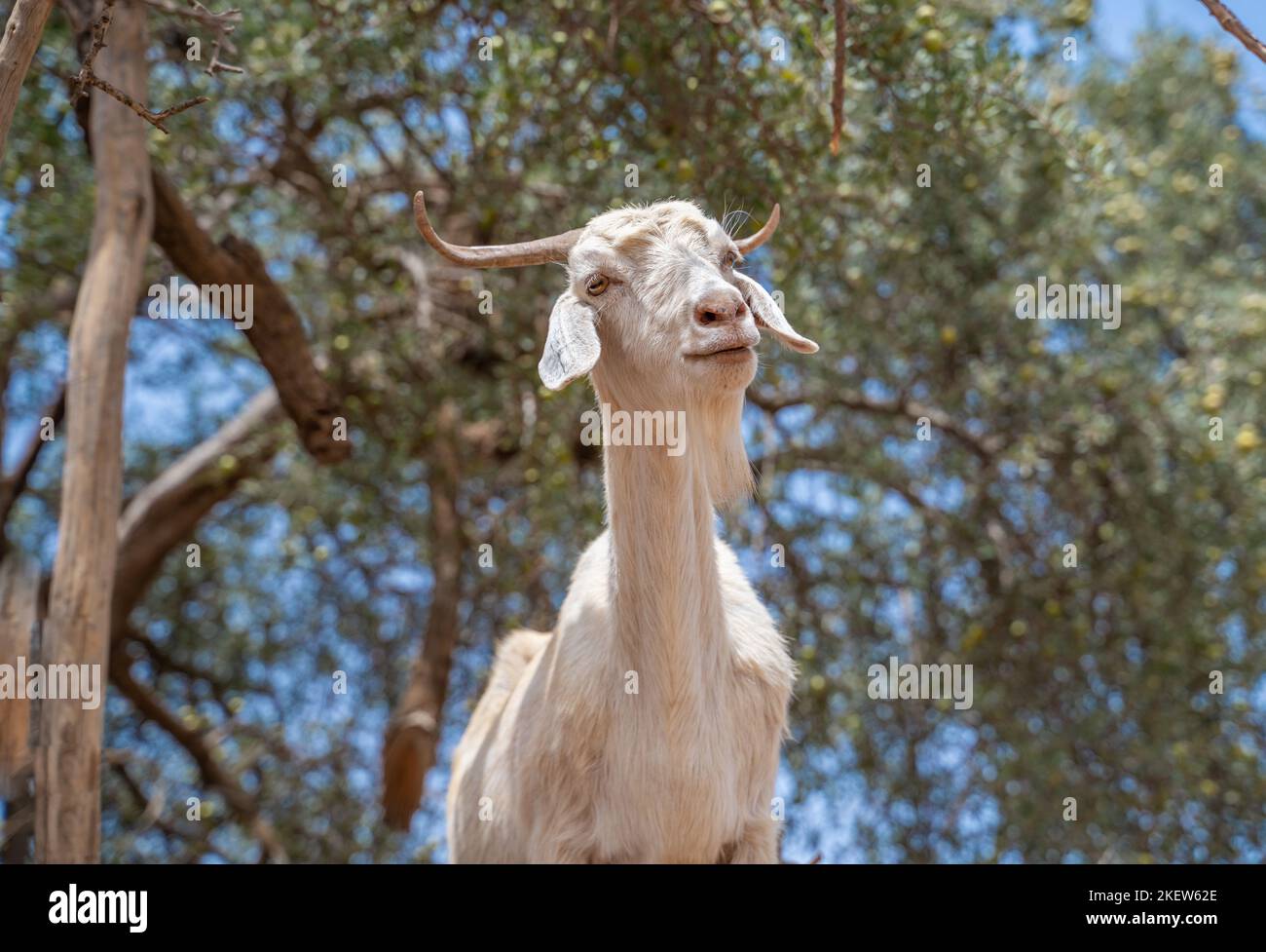 Argan trees and the goats in Morocco Stock Photo - Alamy