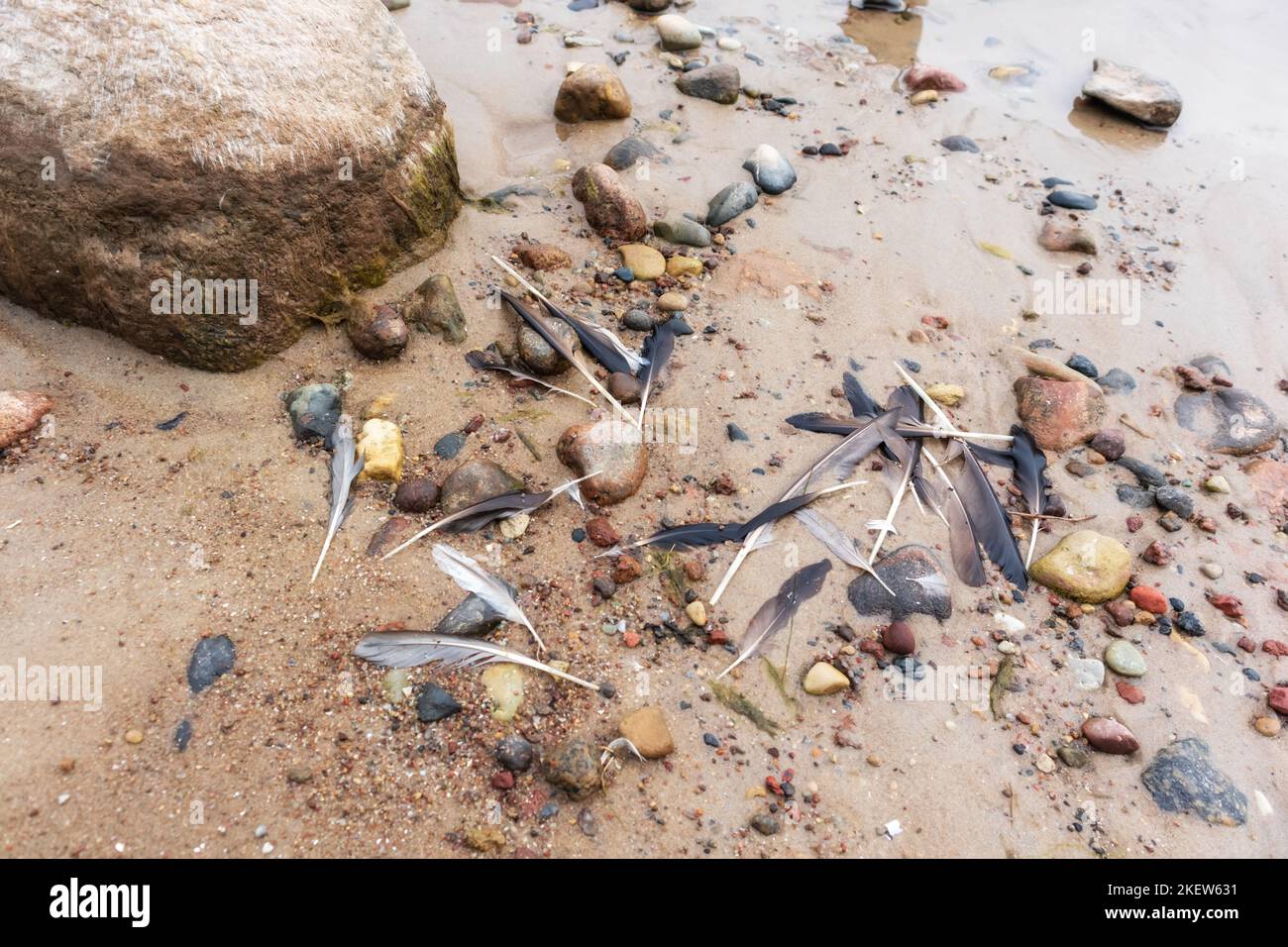 Sea view with various seashells and rocks in the sand Stock Photo - Alamy