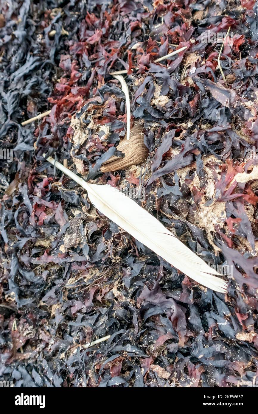 Light as a feather seeds hi-res stock photography and images - Alamy