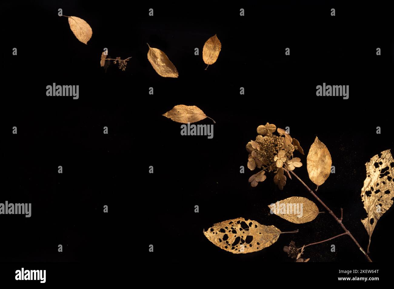 Golden hydrangea flowers and leaves on black background Stock Photo - Alamy