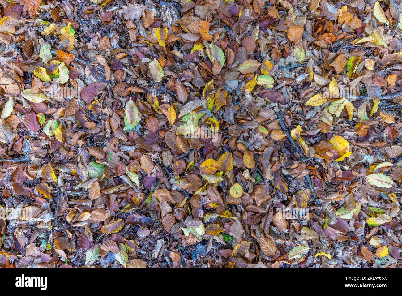 Vertical shot dead leaf hi-res stock photography and images - Alamy