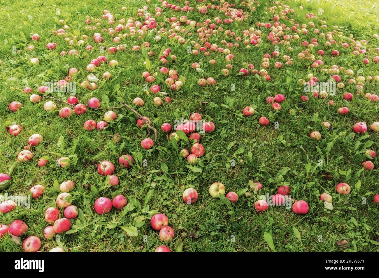 Red fallen apples in the green grass Stock Photo - Alamy
