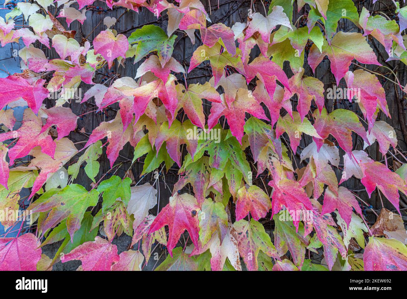 Shot of colorful ivy leaves during the day in autumn Stock Photo - Alamy