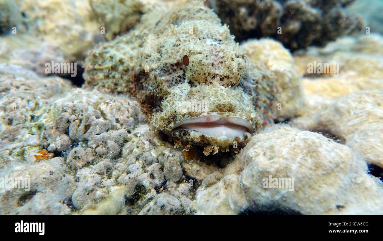 Beautiful, diverse and interesting fish living on the gorgeous reefs of ...
