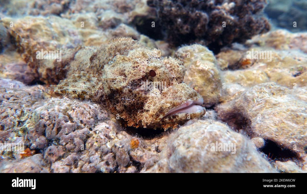 Beautiful, diverse and interesting fish living on the gorgeous reefs of ...