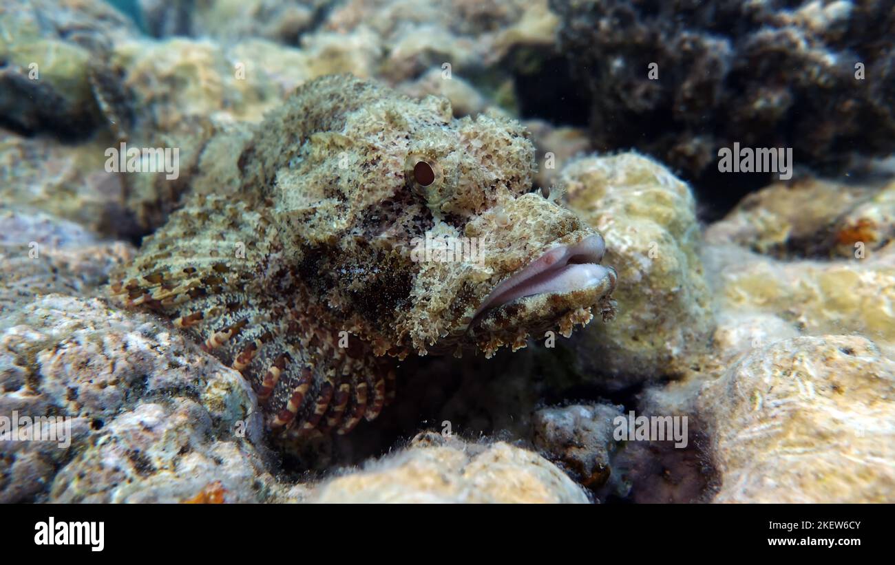 Tassled Scorpionfish. Fish - a type of bone fish Osteichthyes ...