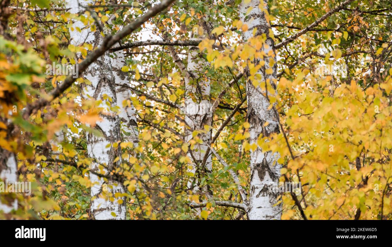 Birch bright yellow trees, woods in autumn, sunny nordic nature ...