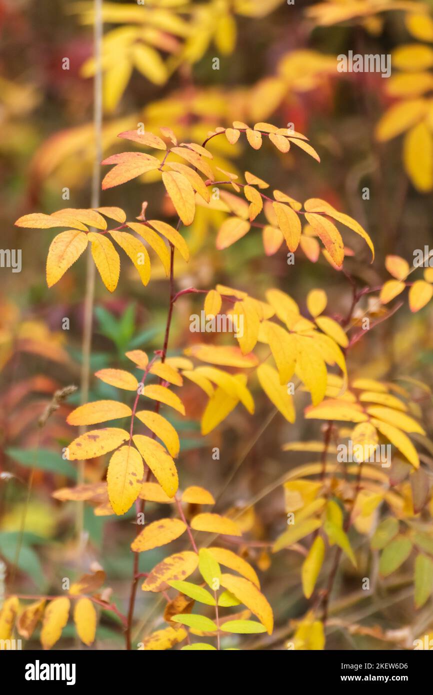 Autumn bright yellow leaves close-up with blurred background. Autumnal ...