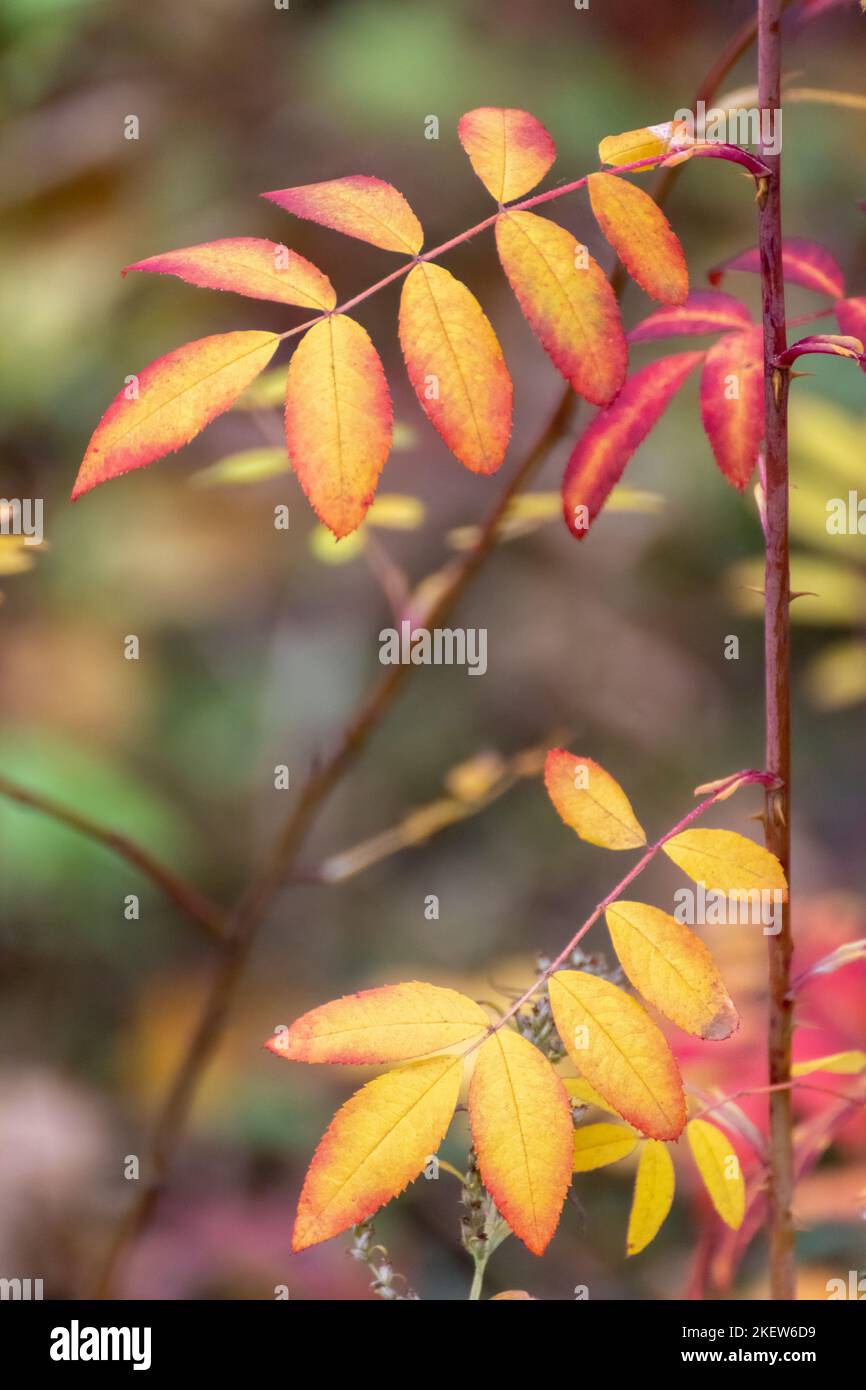 Autumn yellow and orange vibrant leaves close-up with blurred ...