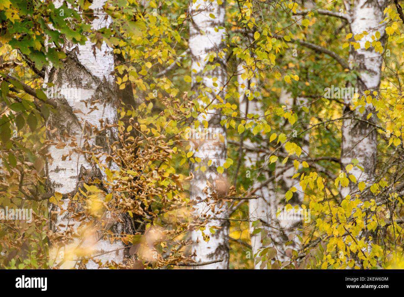 Birch trees woods in autumn, sunny nordic nature landscape wild ...
