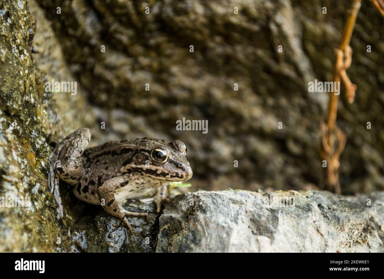 Edible frog common water hi-res stock photography and images - Alamy