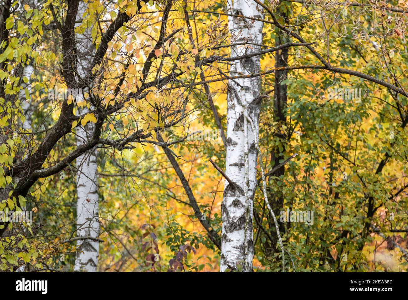 Birch trees with yellow leaves forest in autumn, sunny nordic nature ...