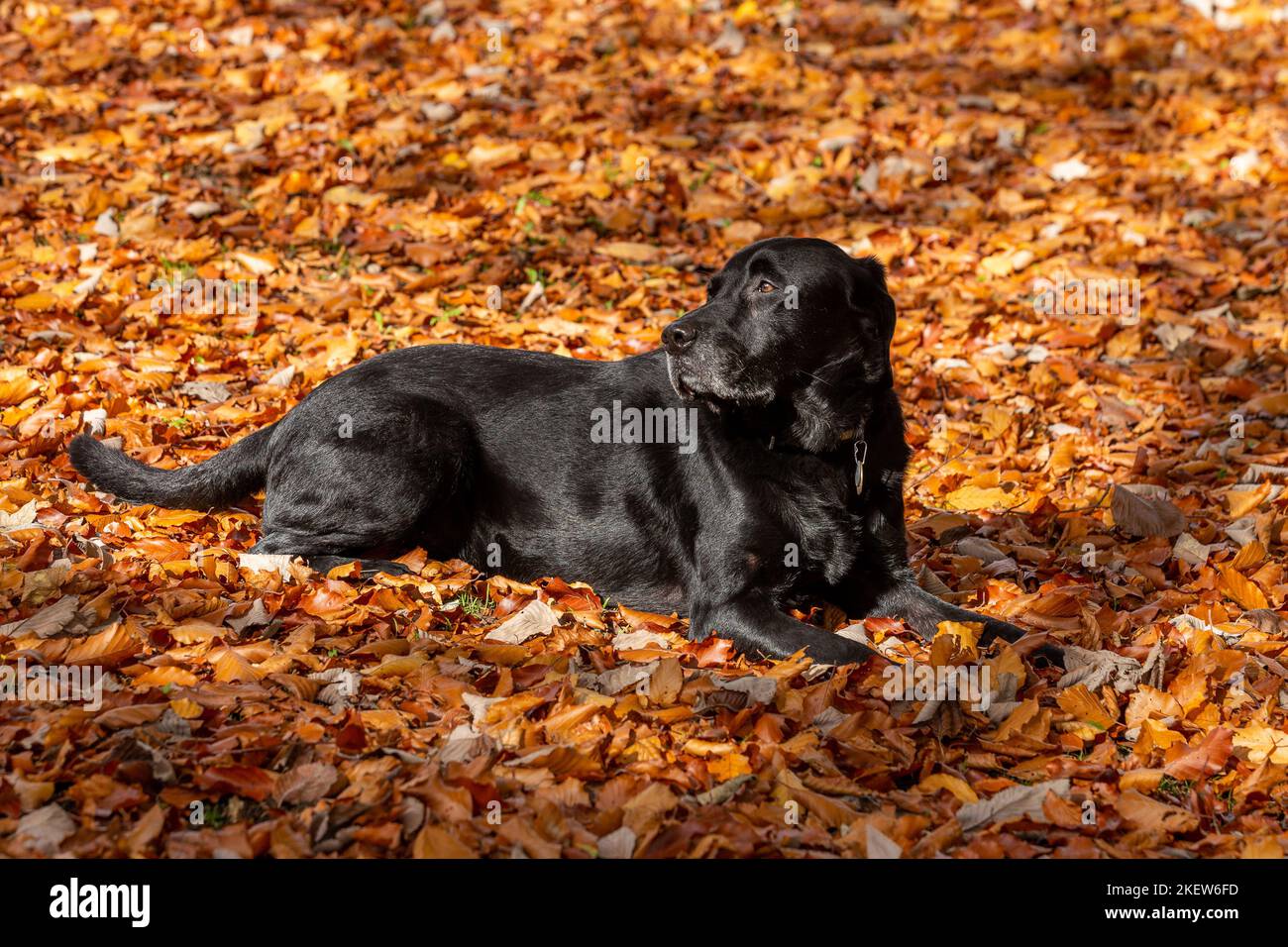 A black labrador retriever dog lying in golden autumn leaves Stock ...