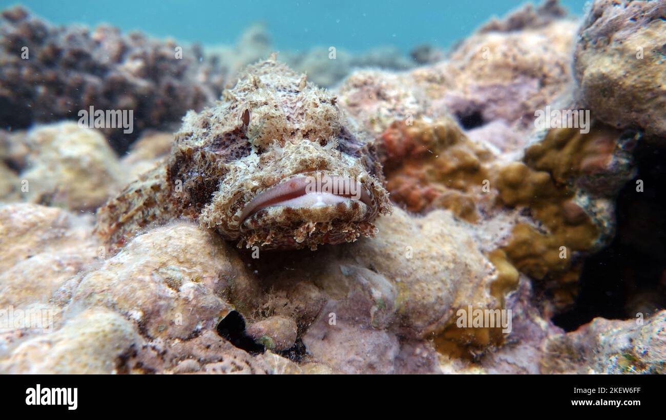 Beautiful, diverse and interesting fish living on the gorgeous reefs of ...