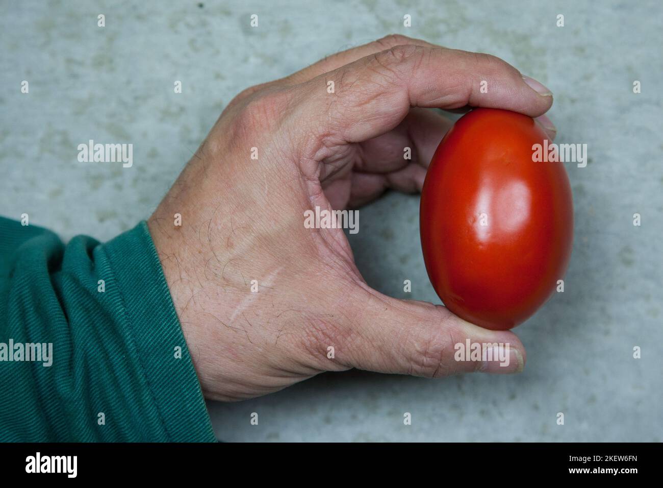 A farmer holds an organic tomato in his hand, which also differs from ...