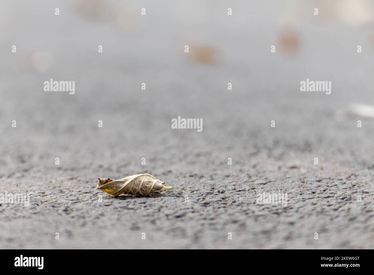 Autumn dry leaves on asphalt road, close-up. Fallen leaves on a walking ...