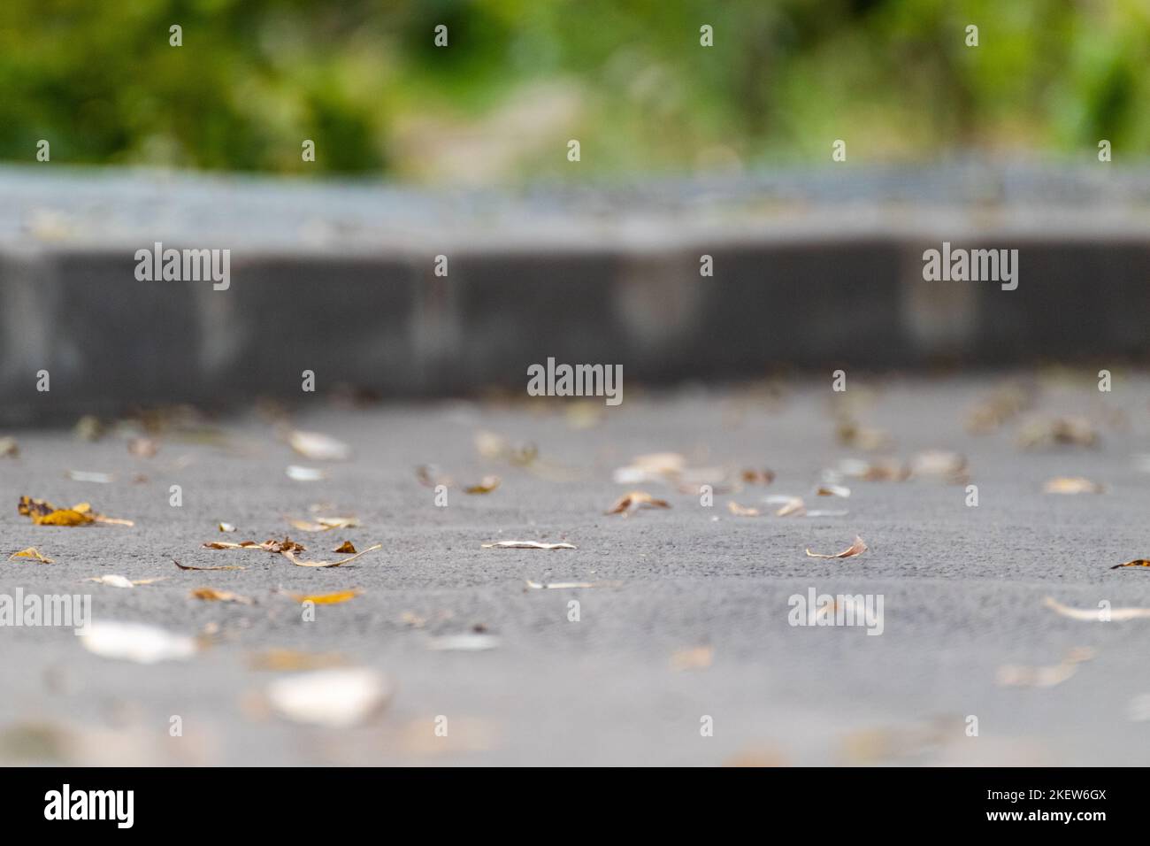 Autumn dry leaves on asphalt road, close-up. Fallen leaves on a walking ...