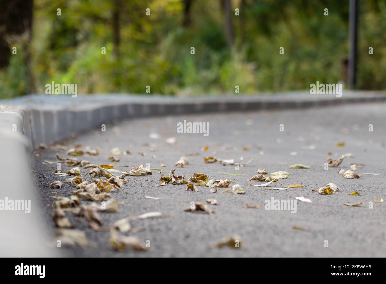 Autumn dry leaves on asphalt road, perspective view, close-up. Fallen ...