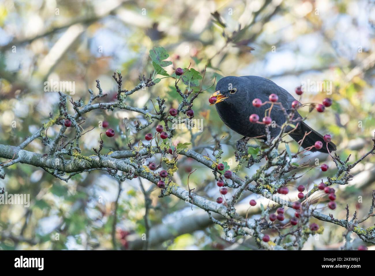 Bird eating berries hi-res stock photography and images - Alamy