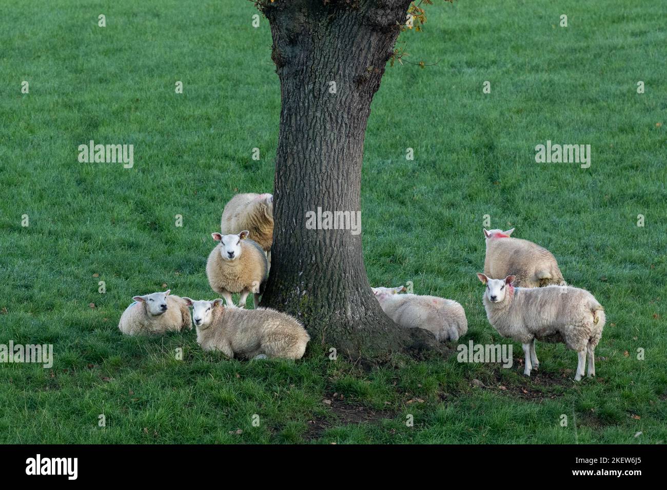 Sheep (Ovis aries) gathering around a tree in Baildon, Yorkshire Stock ...