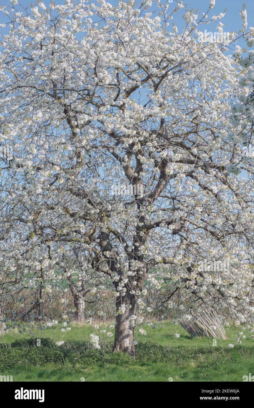 Kent cherry tree hi-res stock photography and images - Alamy