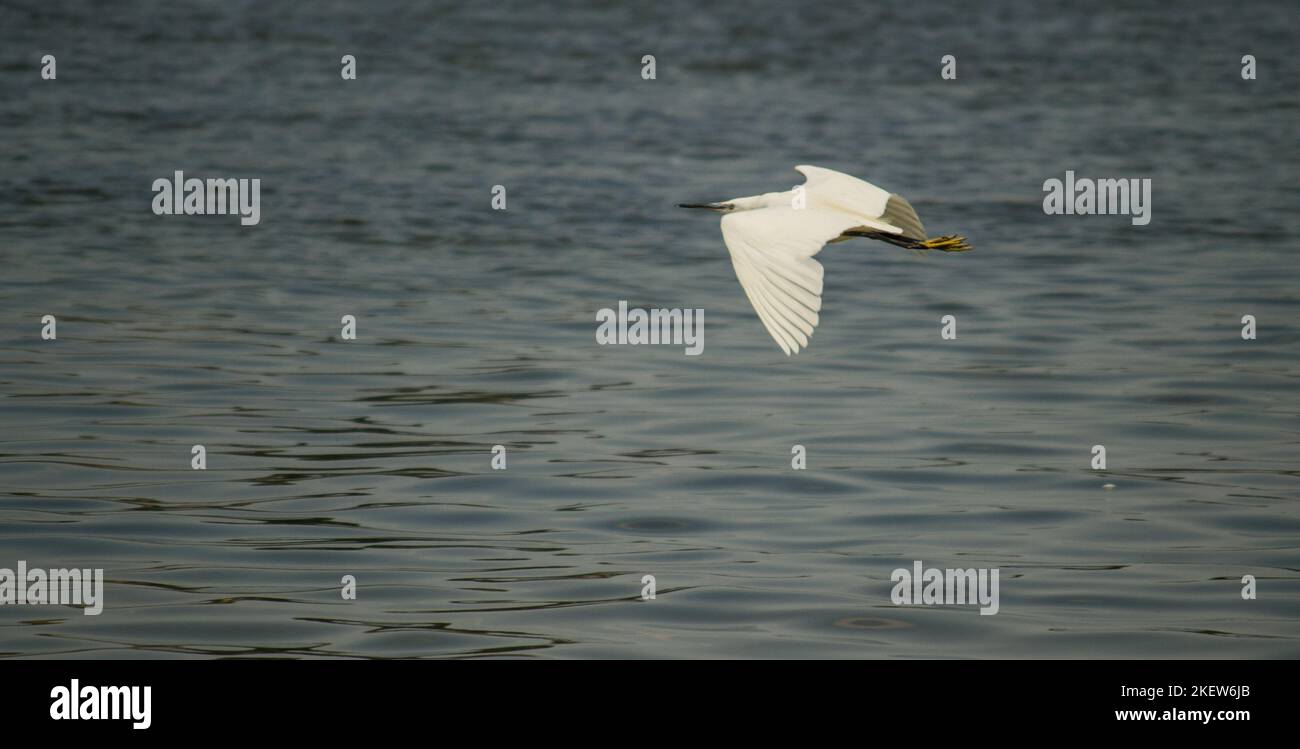 A view of a white heron in flight. A view of a white heron in flight ...
