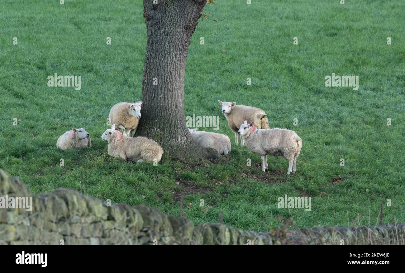 Sheep leaning on tree hi-res stock photography and images - Alamy
