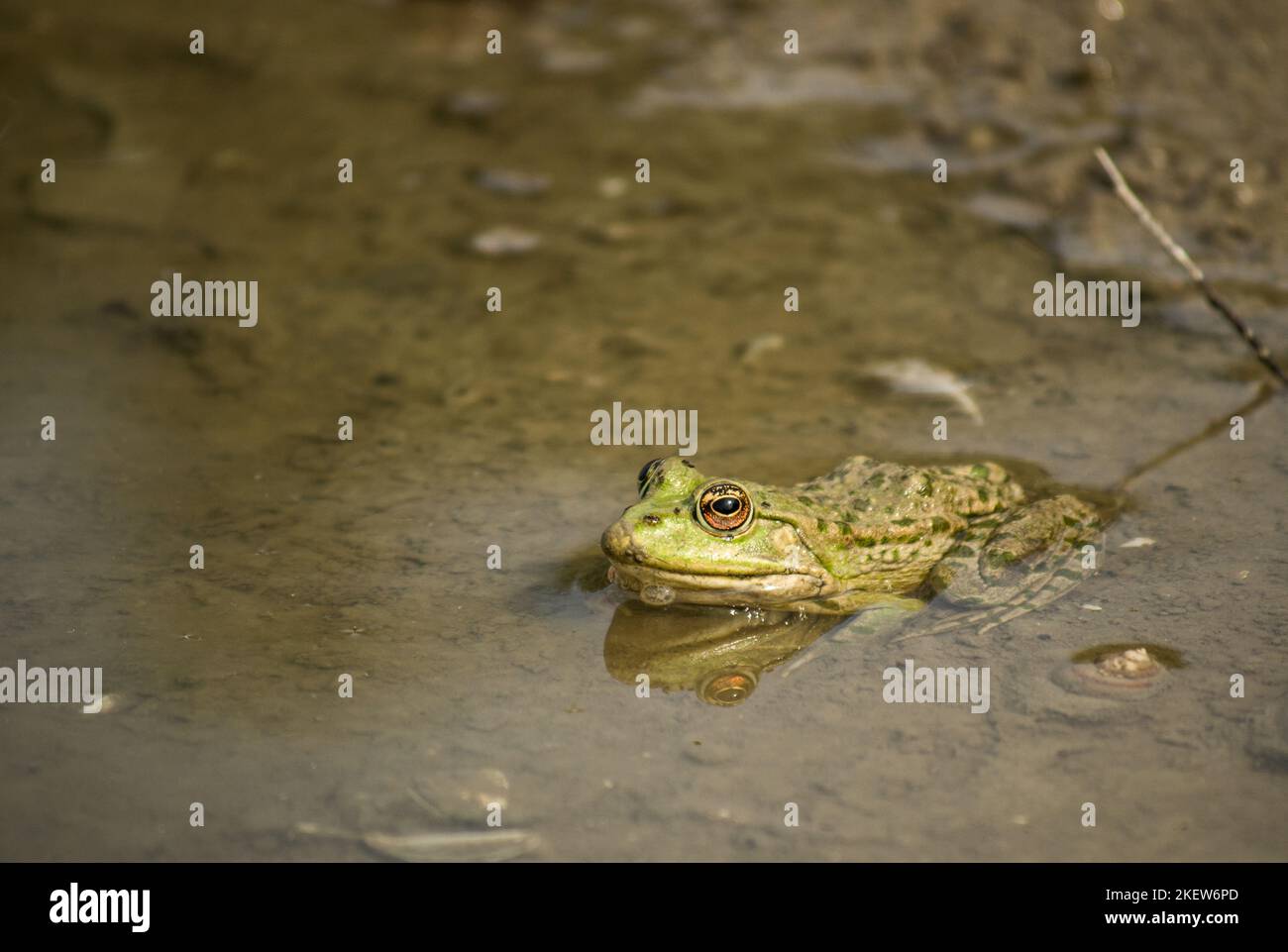 Green frog on the sandy shore of the lake. A green frog on the sandy ...
