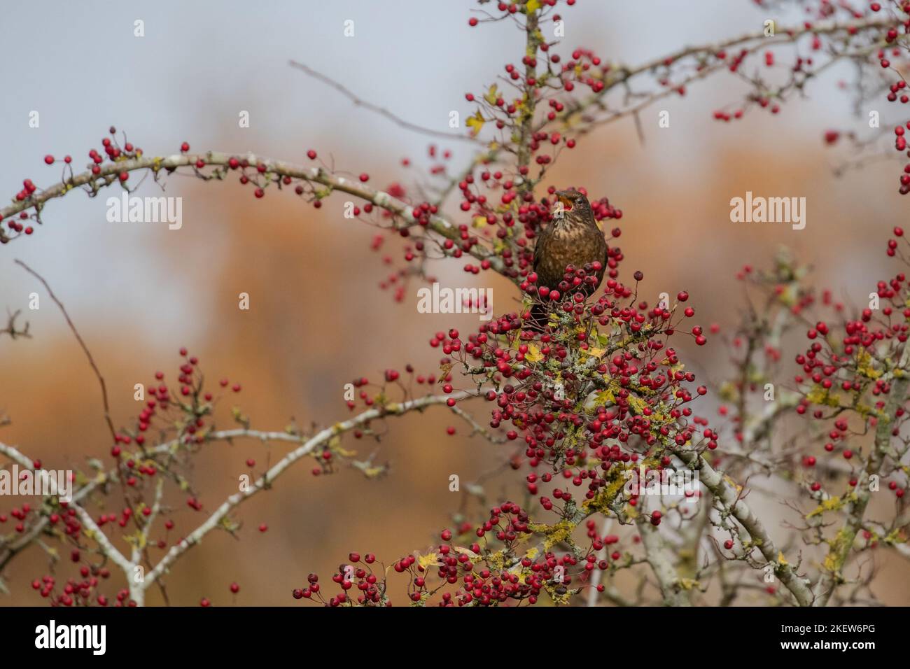 A female blackbird eating hawthorn berries. (Turdus merula Stock Photo ...