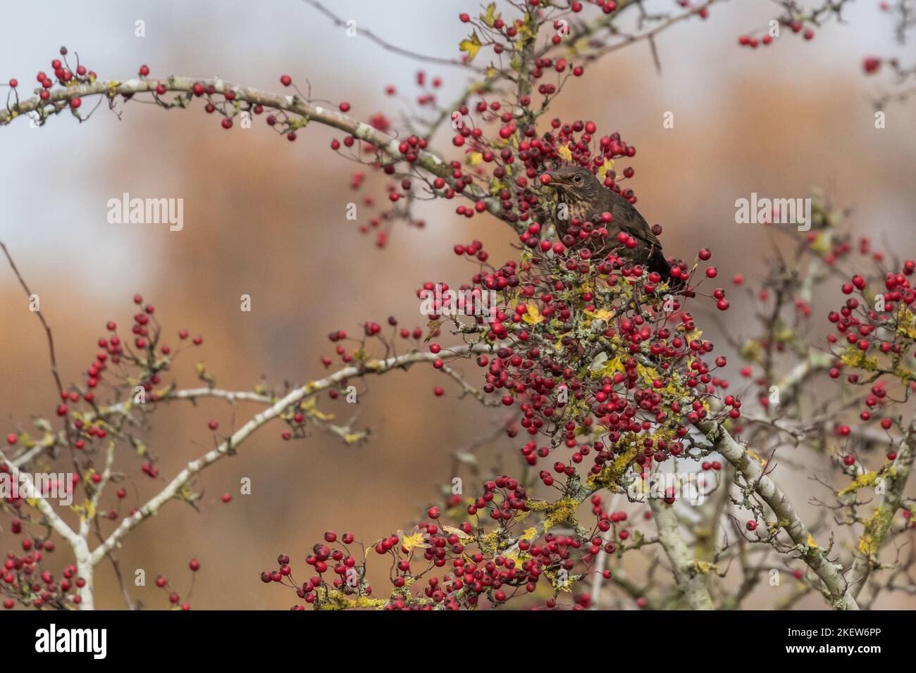 Bird eating berries hi-res stock photography and images - Alamy